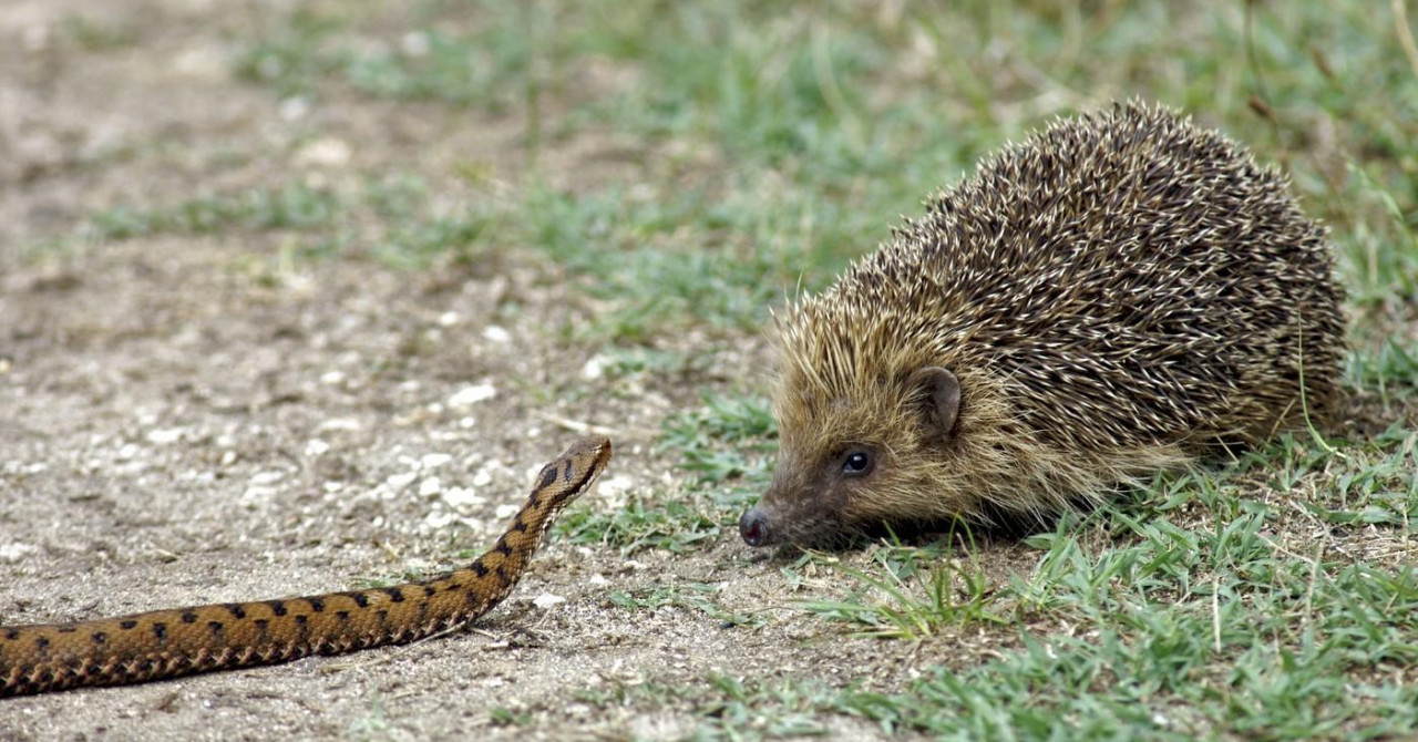 Jutarnji list - Ako naiđete na ježa koji izgleda mrtav, ne zakapajte ga ...
