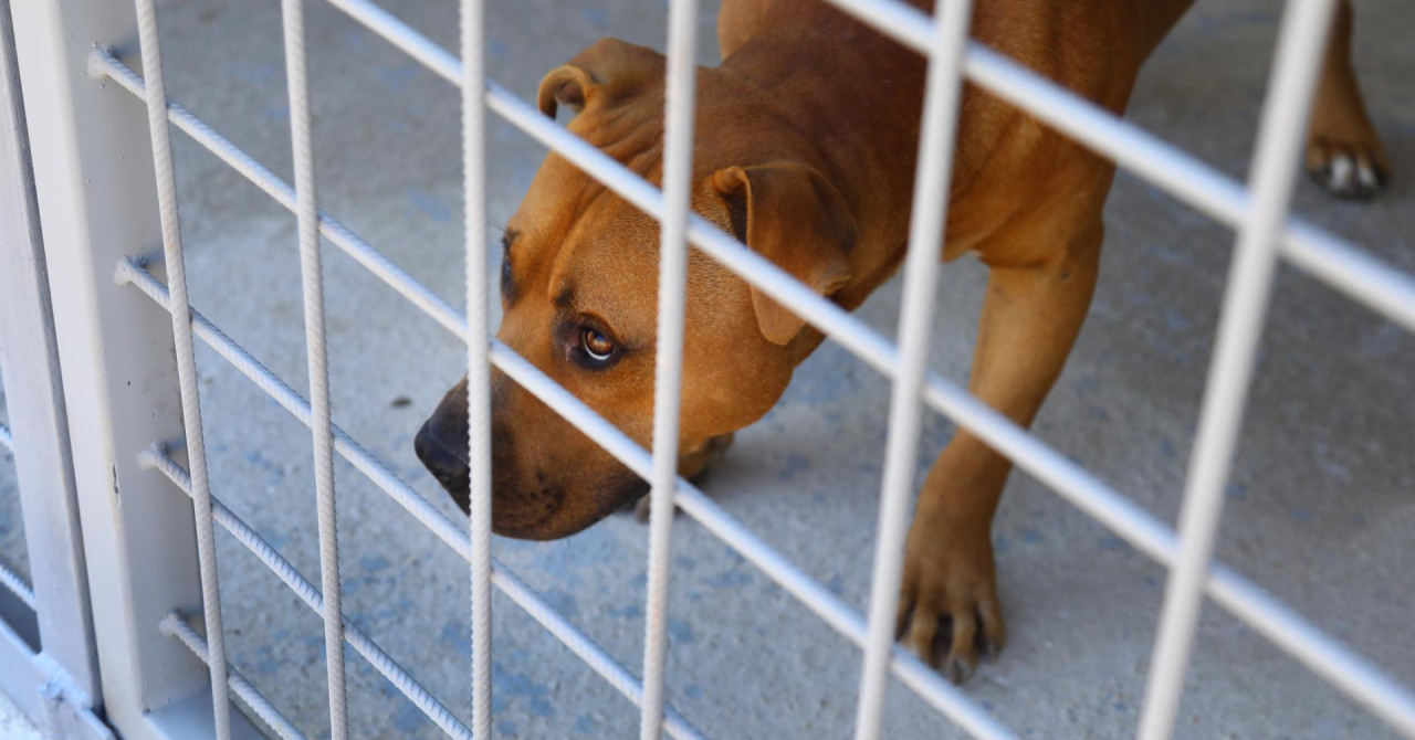 Jutarnji list - Dvojac u Međimurju prijavljen za ubijanje i mučenje ...