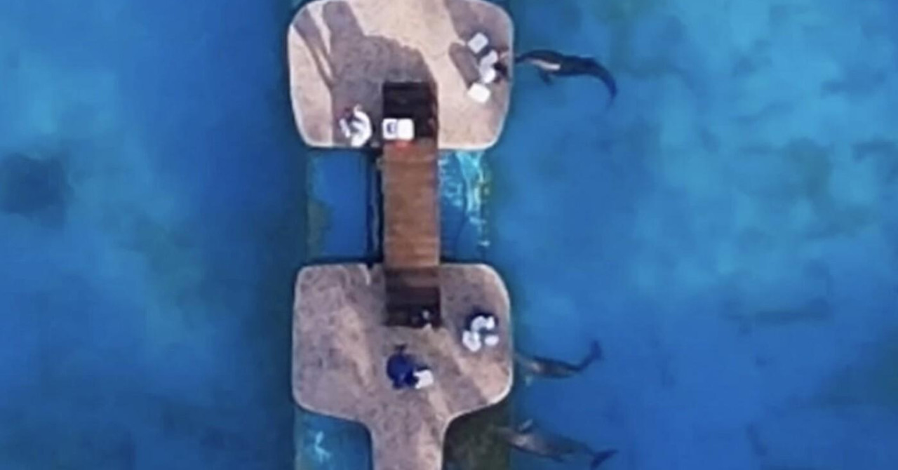 Jutarnji list - Širi se strašna snimka iz luksuznog resorta - dupin je skočio iz bazena, a potom ...