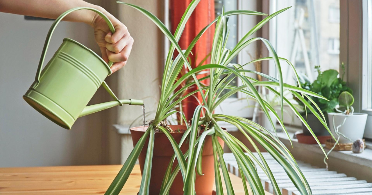 Dom i dizajn - Ovo je najčešća pogreška koju radimo sa sobnim biljkama. Vrtlari napokon otkrili ...