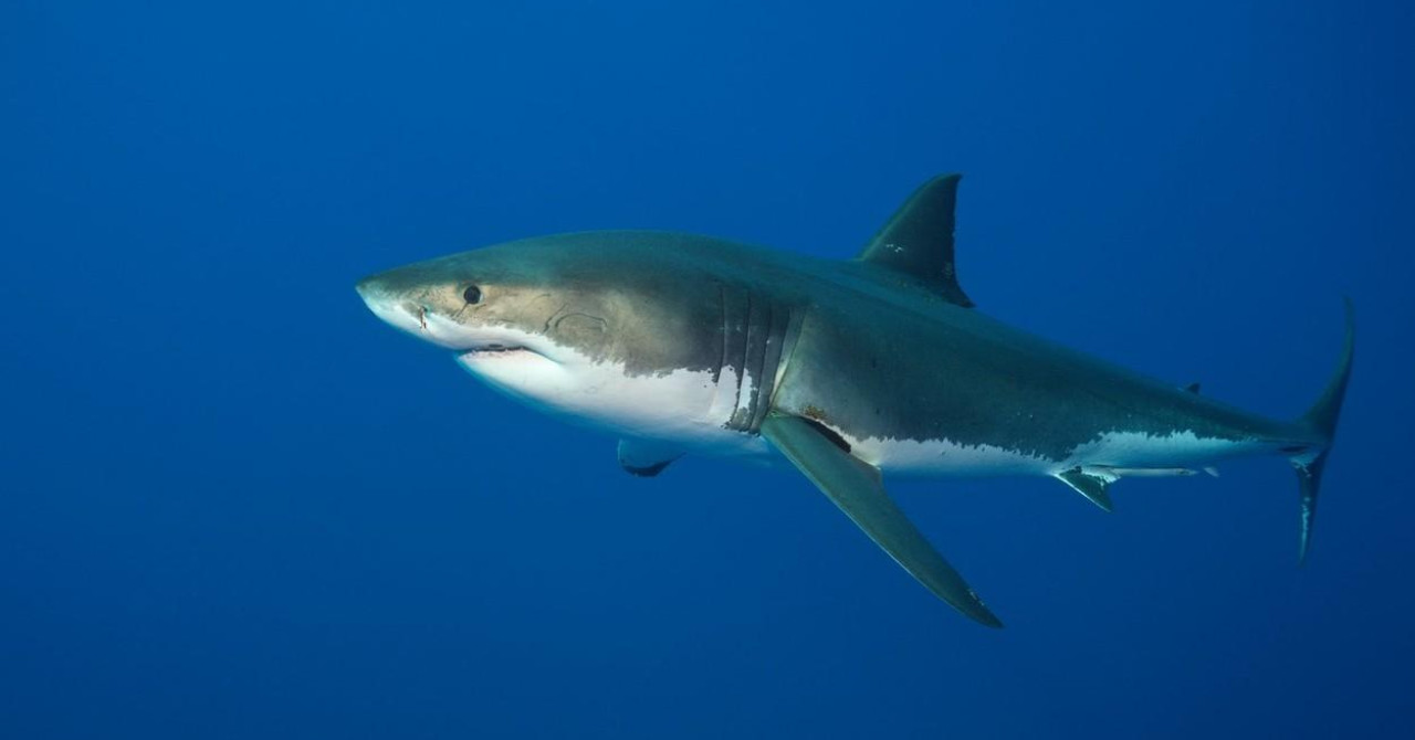 Jutarnji list - Ribari u Australiji u jednome danu vidjeli tri psine ...