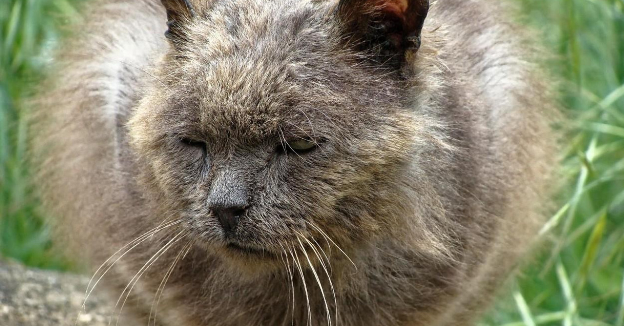 Jutarnji list - Jedna od najčešćih, a tihih bolesti mačaka je je ...