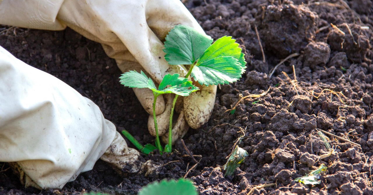 Dom i dizajn - Saznajte kada je pravo vrijeme za sadnju omiljenog voća kako biste imali svježe ...